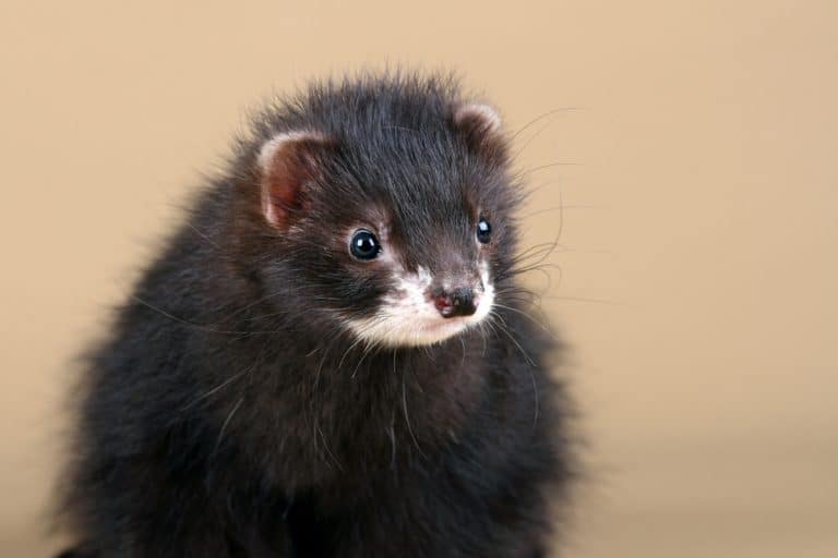 Types of Ferrets | List of Pet Ferret Breeds [12+ Colors and Patterns]