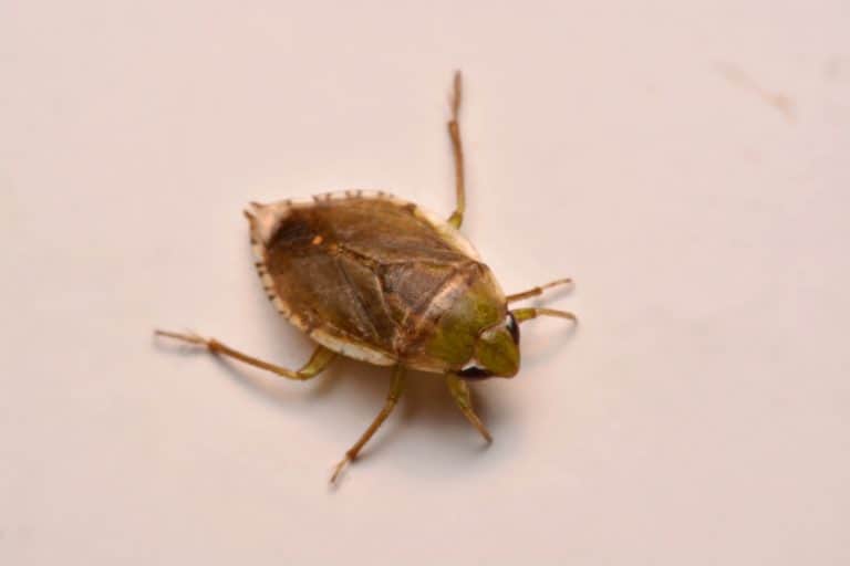 Where do Water Bugs Come From? Get Rid of Water Bugs