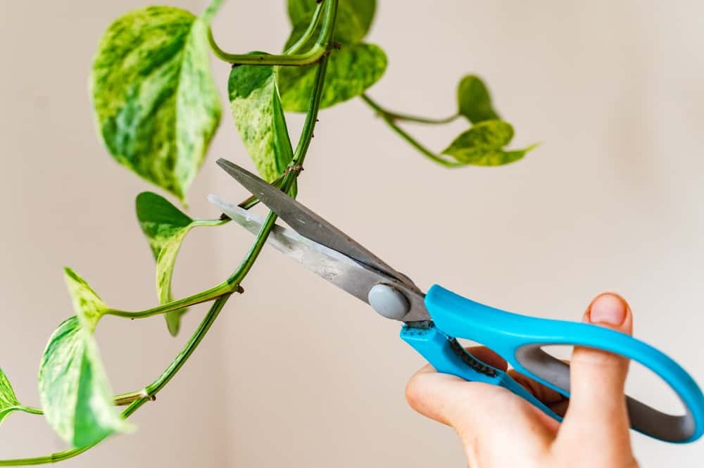 How to Propagate Pothos Plants, Rooting Pothos Cuttings