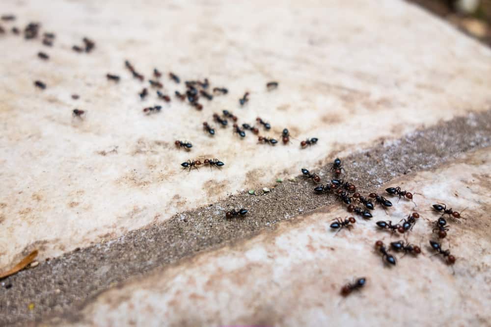 How to Get Rid of Sugar Ants [7 Easy Steps] - The Doorstep