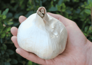 Elephant Garlic: How to Grow & Where to Buy it - The Doorstep