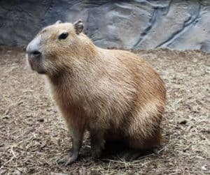 How Much is a Capybara? What You Should Know