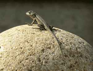 What Do Lizards Eat? Can Lizards Drink Tap Water? Learn More